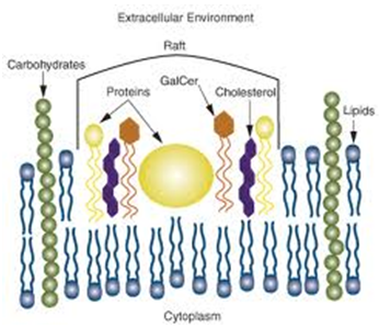 Figure 5: Lipid raft