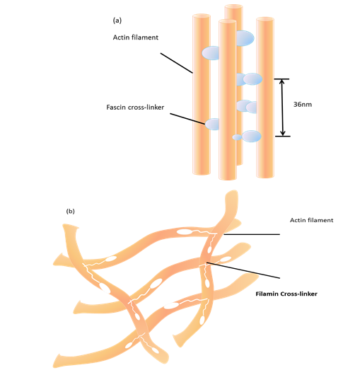 Figure 3: Actin cross-linking proteins bridging pairs of actin filaments