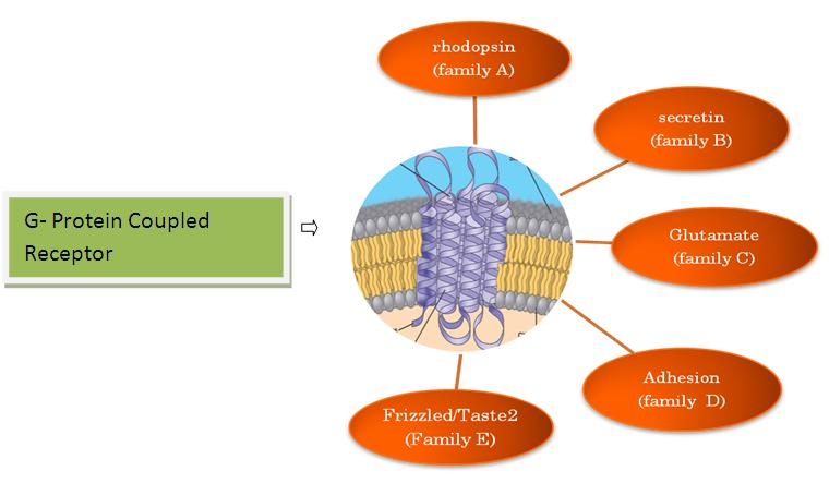 Figure 6: Classification of G-protein