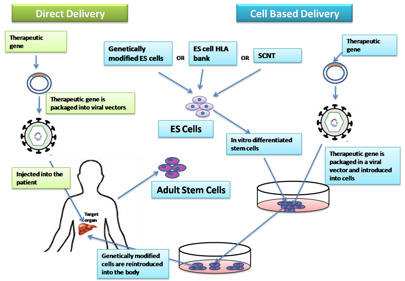 Figure 8-4.3.4: Applications of gene therapy in regenerative medicine ...