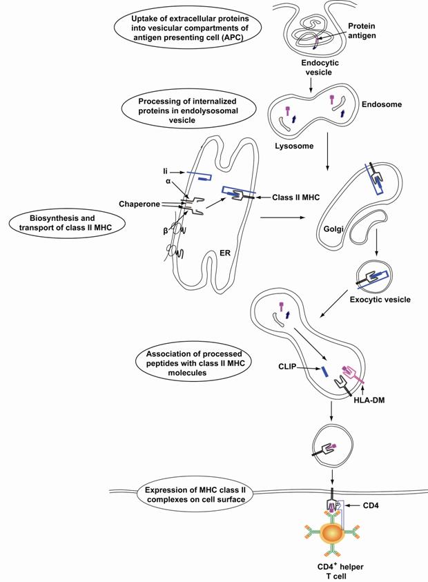 Figure 12.2 MHC class II antigen processing pathway: