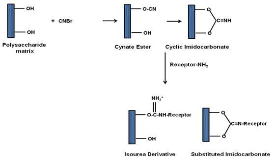 Figure 35.1: CNBr mediated coupling of receptor to the matrix.