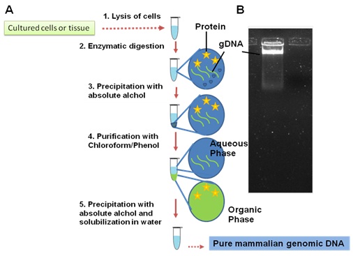 Figure 10.2: Genomic DNA isolation. (A) Different steps in genomic DNA ...