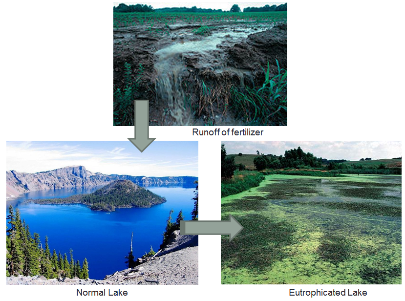 Impacts of eutrophication