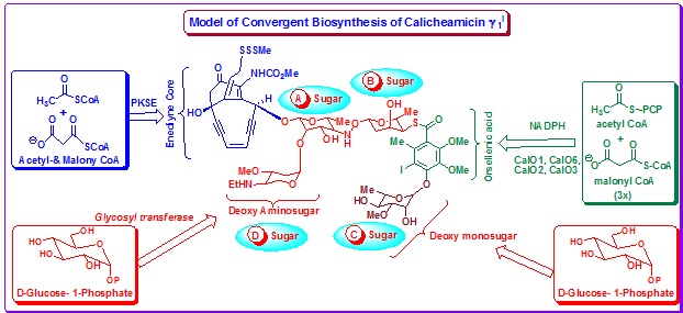 Figure 19. Building blocks and model of biosynthesis of Calicheamicin