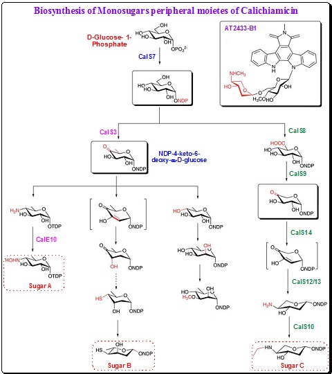 Scheme 20. Biosynthetic pathways for the monosaccharides of calicheamicin